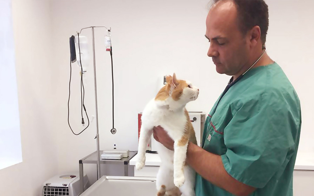 Dr Willems Steve - Vétérinaire ostéopathe à Wavre