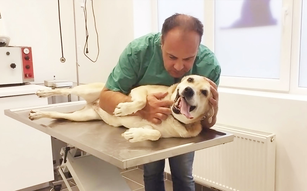 Dr Willems Steve - Vétérinaire ostéopathe à Wavre